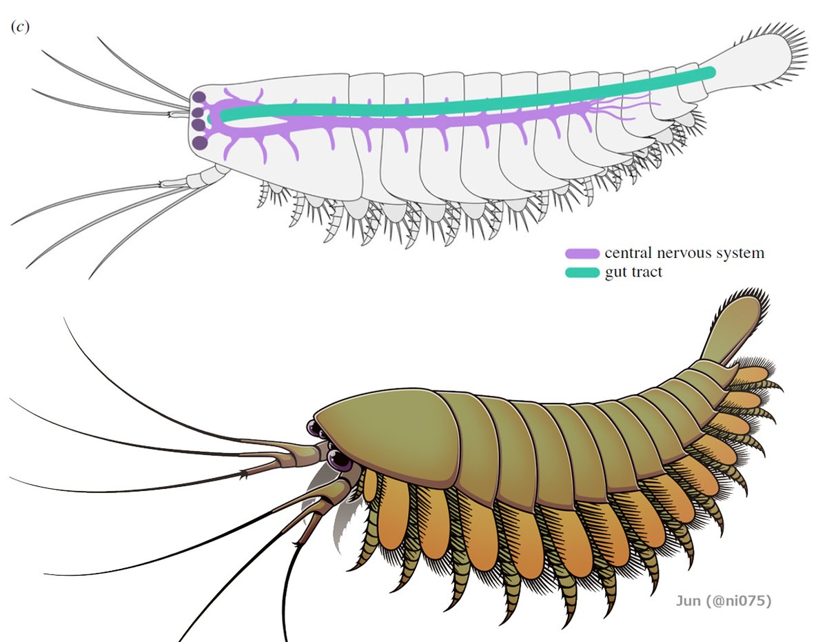 Alalcomenaeus Paleo Media Wiki Fandom