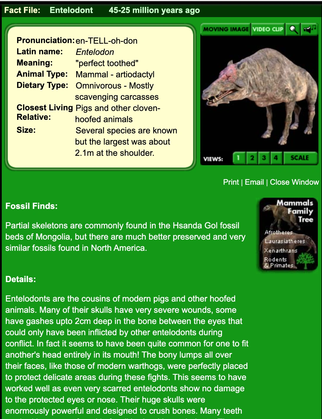 Entelodon | Paleo Media Wiki | Fandom