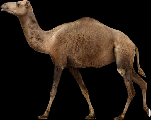 Camelops | Paleo Media Wiki | Fandom