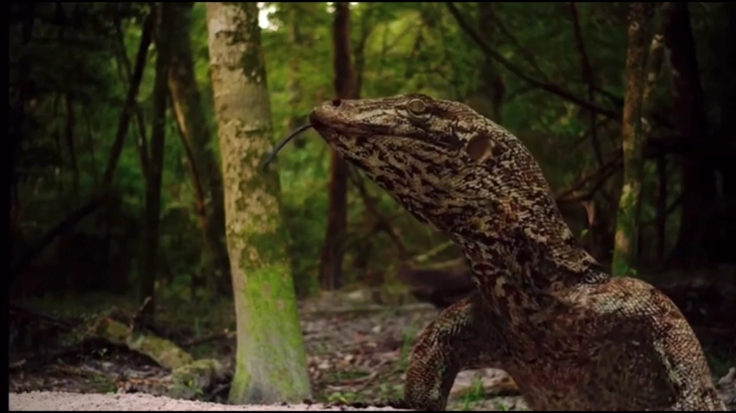 Palaeosaniwa | Paleo Media Wiki | Fandom