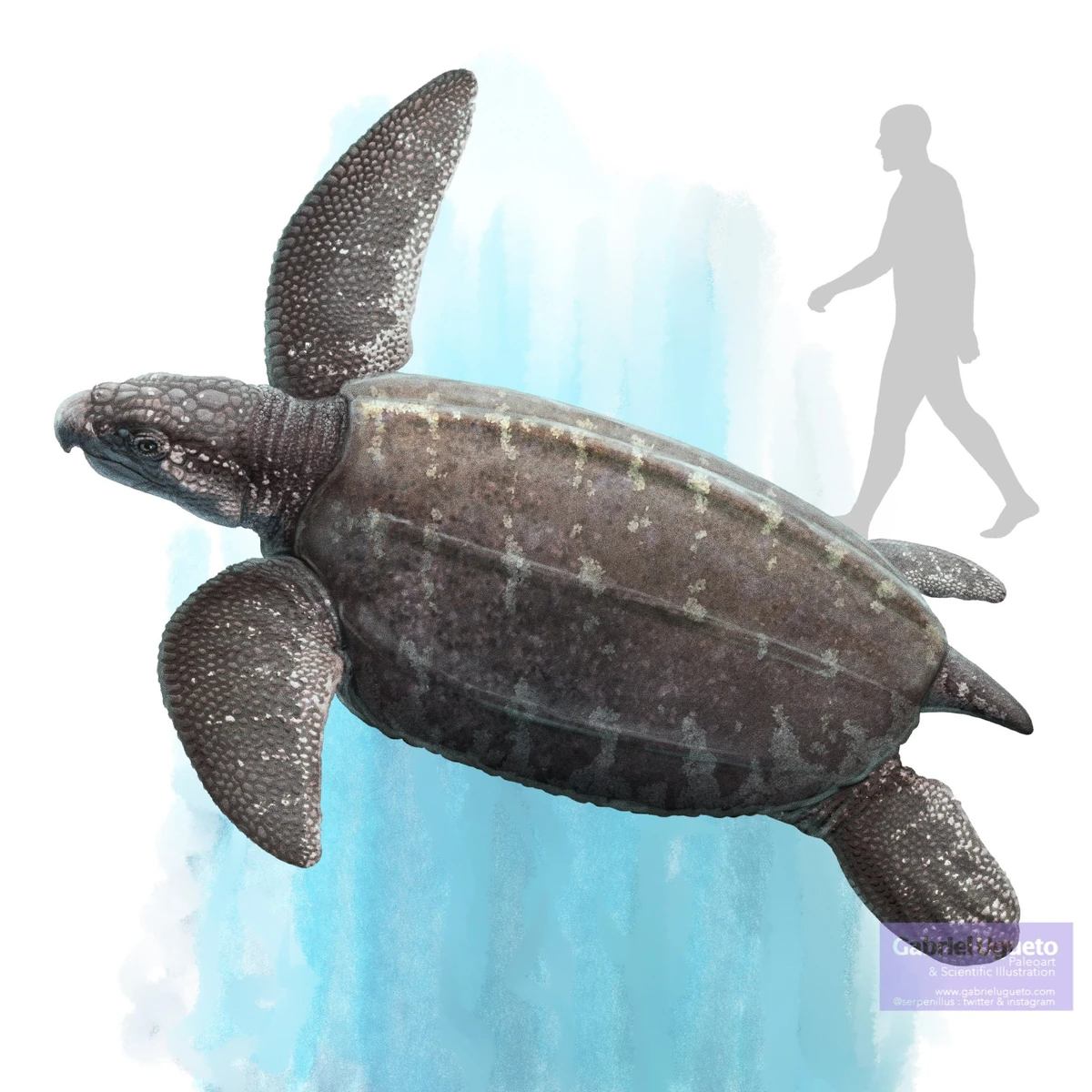 Archelon | Paleo Media Wiki | Fandom