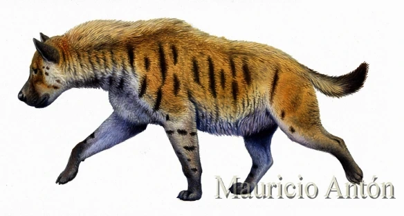 Pachycrocuta | Paleo Media Wiki | Fandom