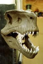 Postosuchus | Paleo Media Wiki | Fandom