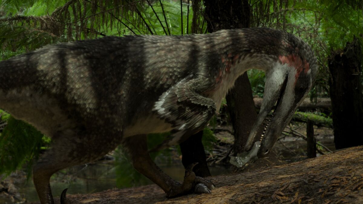 Austroraptor Paleo Media Wiki Fandom