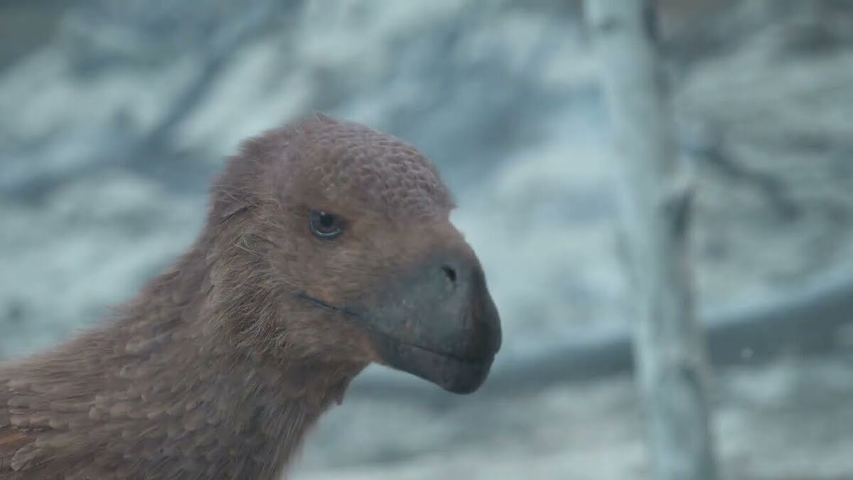 Atrociraptor Paleo Media Wiki Fandom