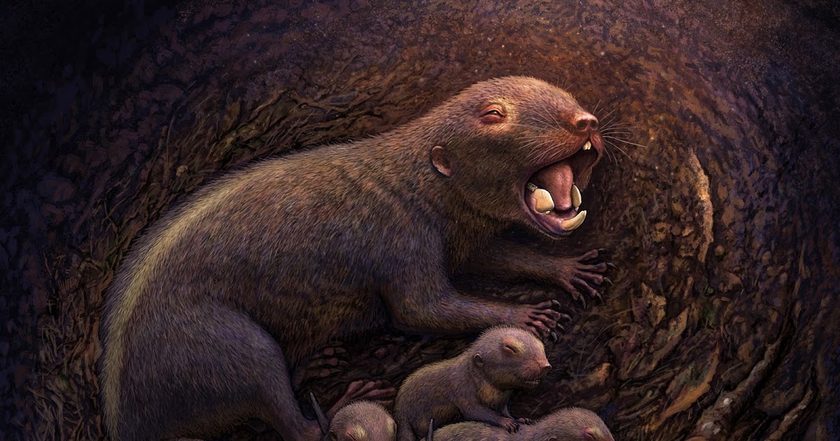 Mesodma Paleo Media Wiki Fandom