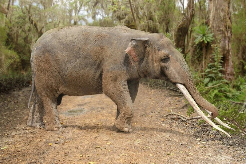 Cuvieronius | Paleo Media Wiki | Fandom