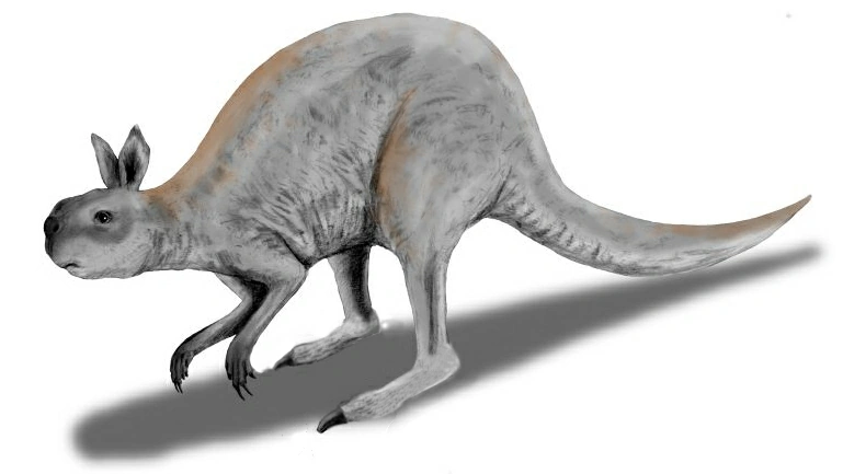 Procoptodon | Paleo Media Wiki | Fandom