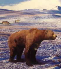 Arctodus | Paleo Media Wiki | Fandom