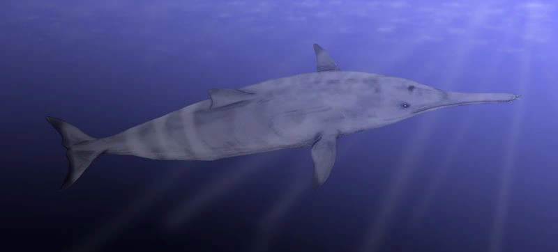 Squalodon | Paleo Media Wiki | Fandom