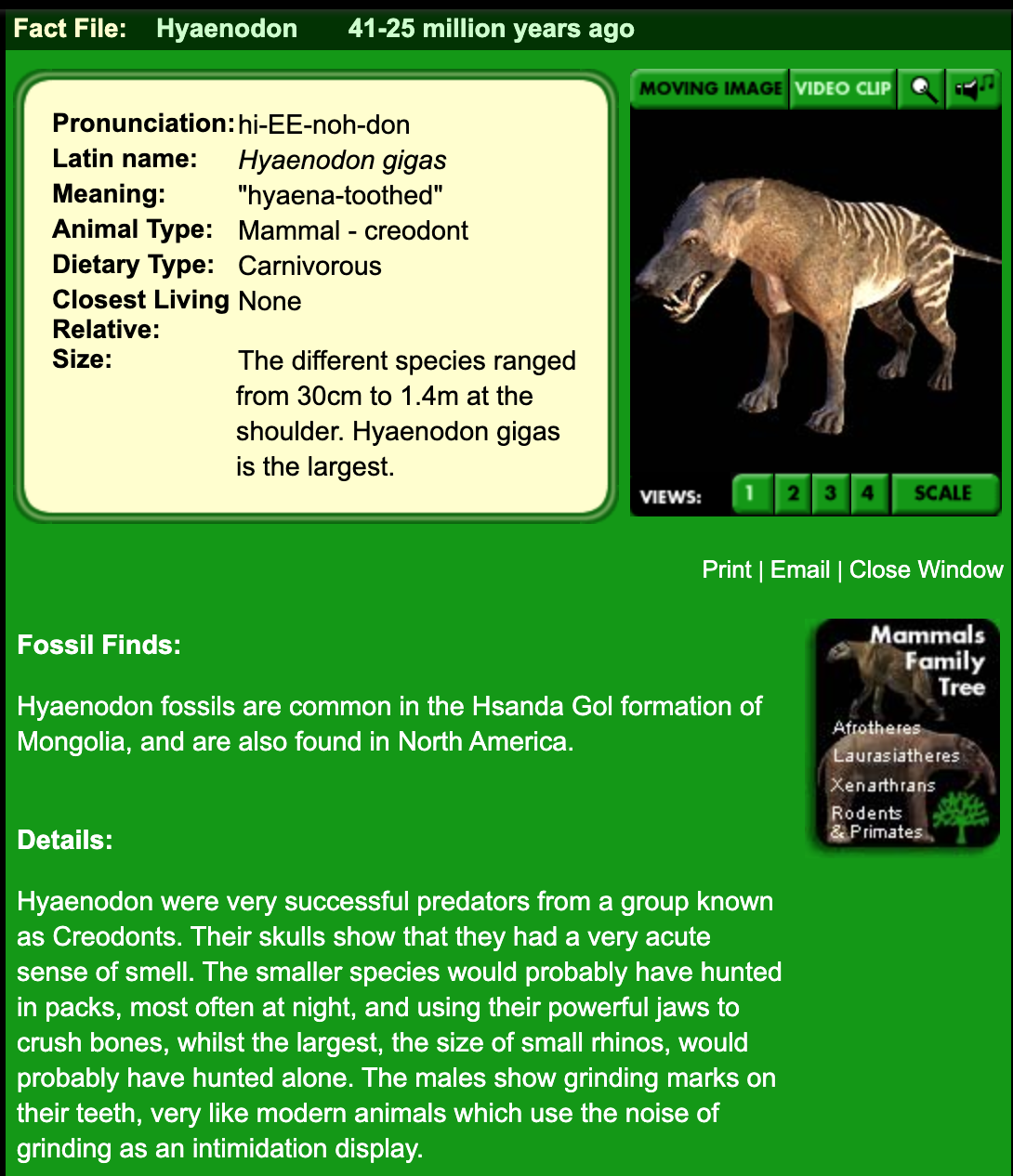 Hyaenodon Paleo Media Wiki Fandom