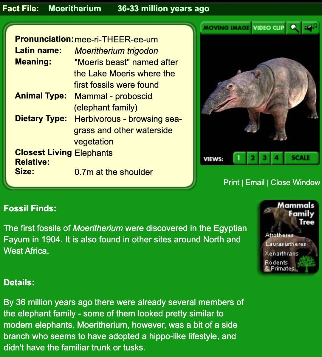 Walking With Beasts Moeritherium