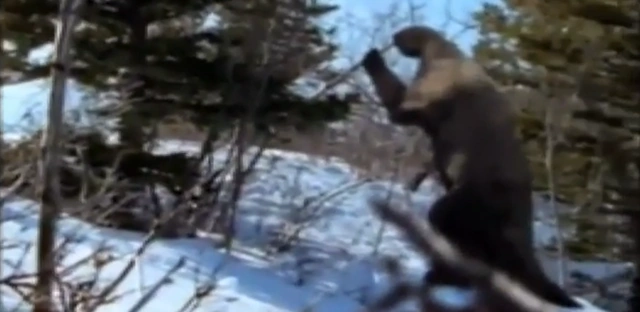 Paramylodon | Paleo Media Wiki | Fandom