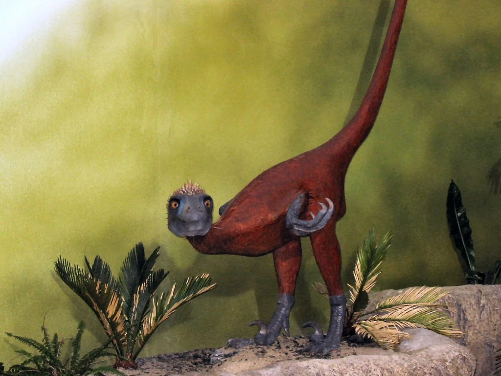 Dromaeosauroides | Paleo Media Wiki | Fandom