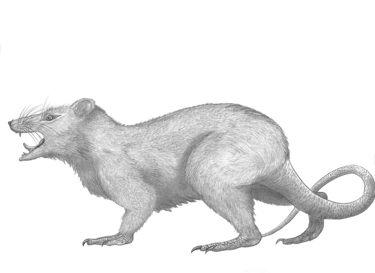 Alphadon | Paleo Media Wiki | Fandom