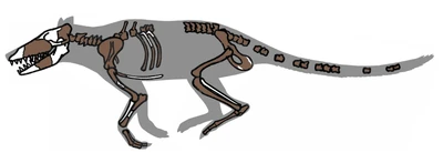 Pakicetus | Prehistory Wiki | Fandom
