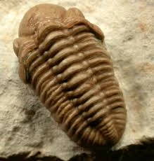 Trilobites | Prehistory Wiki | Fandom