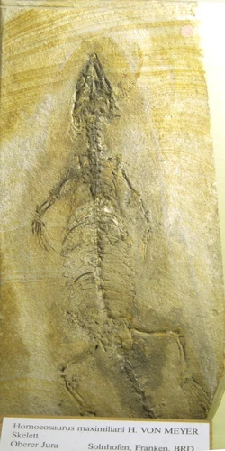 Homoeosaurus | Prehistoria Fandom | Fandom