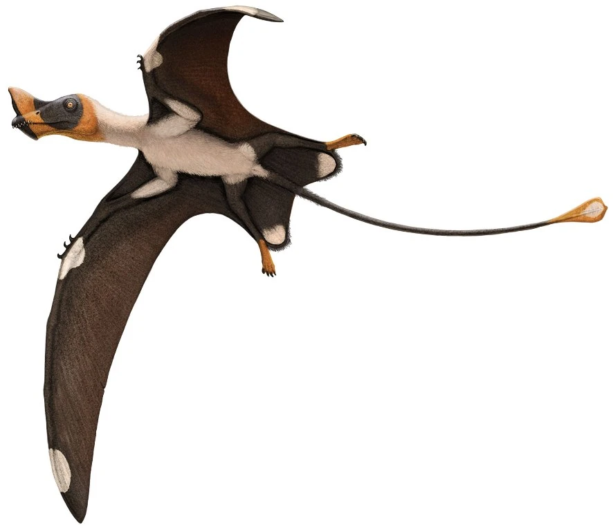 Caviramus | Prehistoria Fandom | Fandom