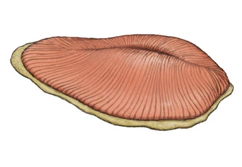 Dickinsonia | Prehistoria Fandom | Fandom