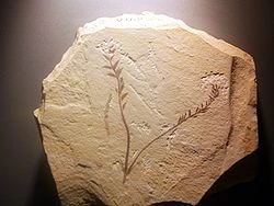 Archaefructus | Prehistoria Fandom | Fandom