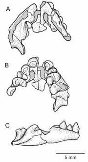 Soturnia | Prehistoria Fandom | Fandom