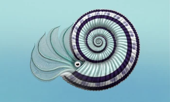 Perisphinctes | Prehistoria Fandom | Fandom