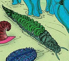 Tommotia | Prehistoria Fandom | Fandom