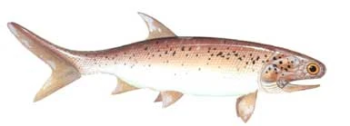 Palaeoniscum | Prehistoria Fandom | Fandom