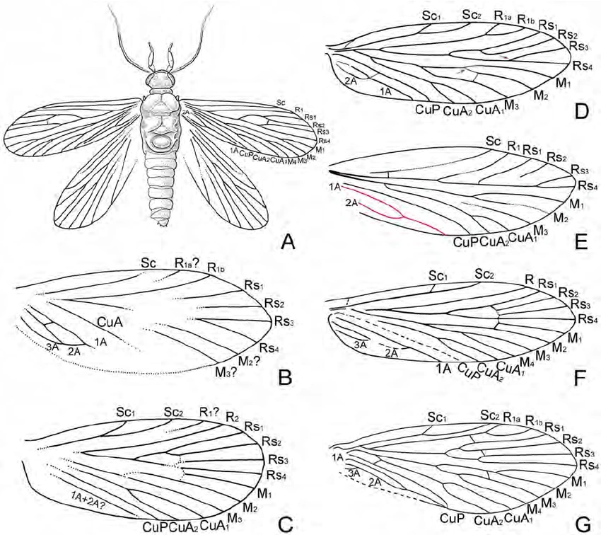 Archaeolepis | Prehistoria Fandom | Fandom