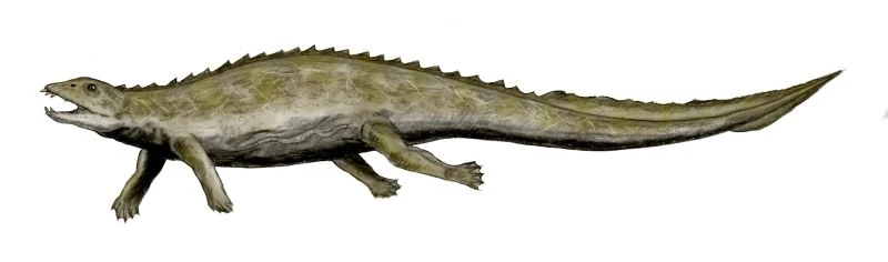 Placodus | Prehistoria Fandom | Fandom