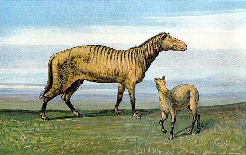 Protorohippus | Prehistoria Fandom | Fandom