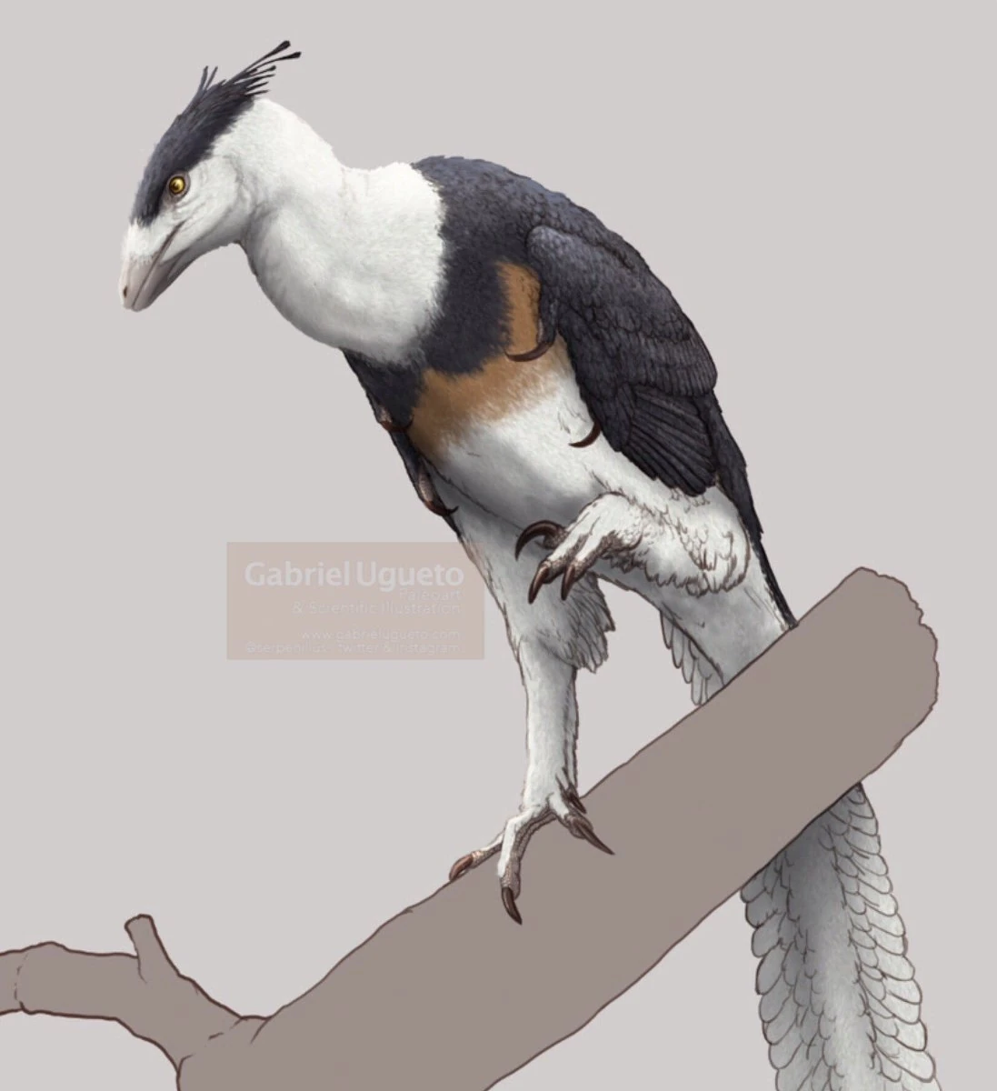 Hesperornithoides | Prehistoria Fandom | Fandom