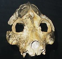 Palaeopropithecus | Prehistoria Fandom | Fandom