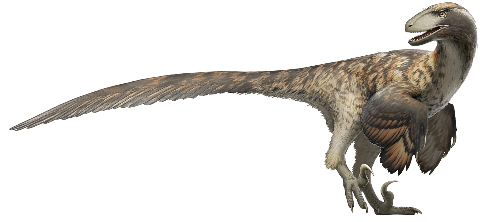 Deinonychus | Prehistoria Fandom | Fandom