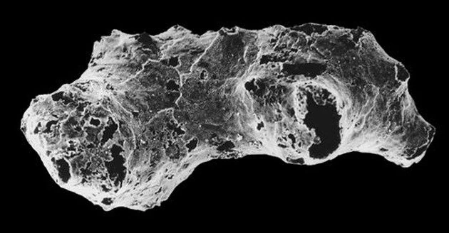 Otavia | Prehistoria Fandom | Fandom