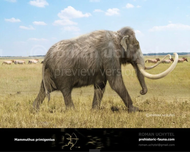 Mammuthus primigenius | Prehistoria Fandom | Fandom