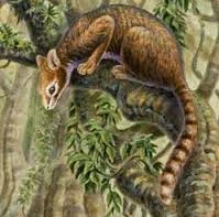 Miacis | Prehistoria Fandom | Fandom