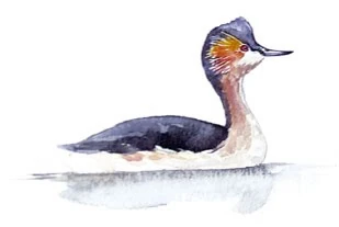 Podiceps andinus | Prehistoria Fandom | Fandom