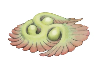 Tribrachidium | Prehistoria Fandom | Fandom