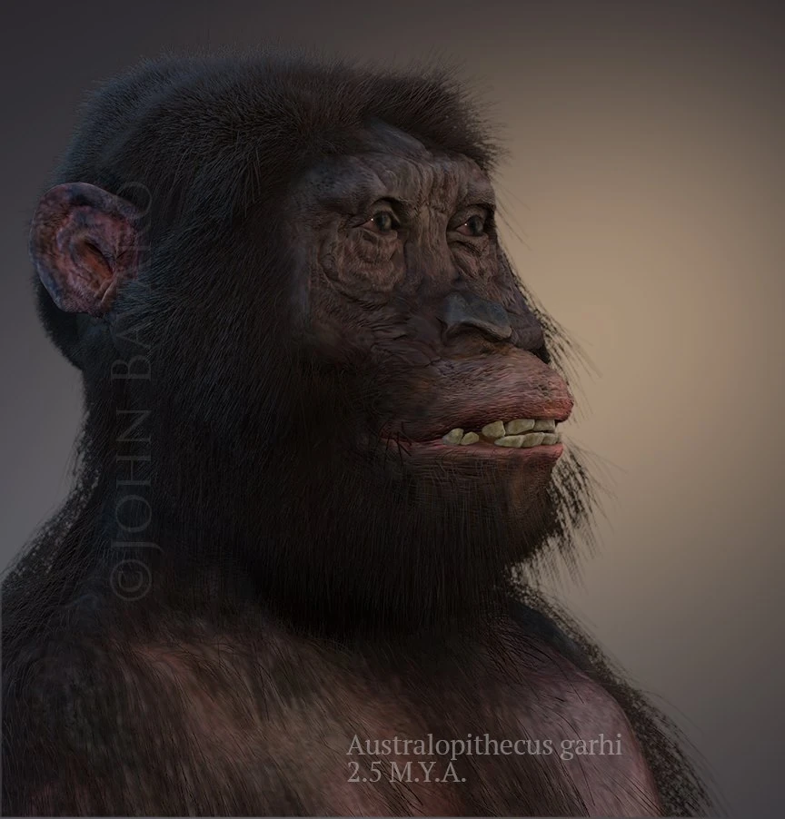 Australopithecus garhi | Prehistoria Fandom | Fandom