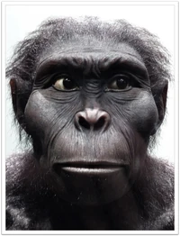 Kenyanthropus platyops | Prehistoria Fandom | Fandom