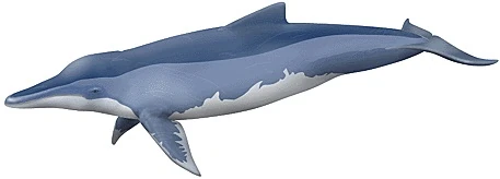 Squalodon | Prehistoria Fandom | Fandom