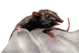 Ambondro | Prehistoria Fandom | Fandom