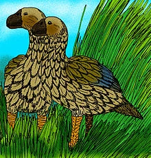 Chelychelynechen quassus | Prehistoria Fandom | Fandom