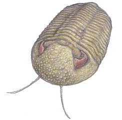 Phacops | Prehistoria Fandom | Fandom