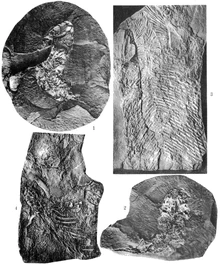 Diceratosaurus | Prehistoria Fandom | Fandom