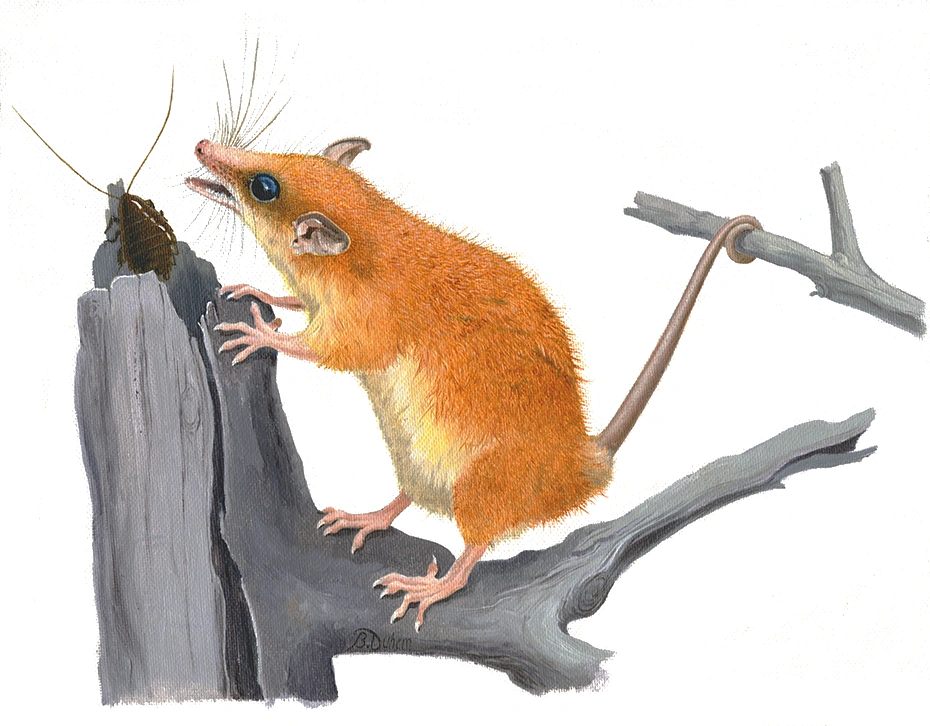 Peratherium | Prehistoria Fandom | Fandom