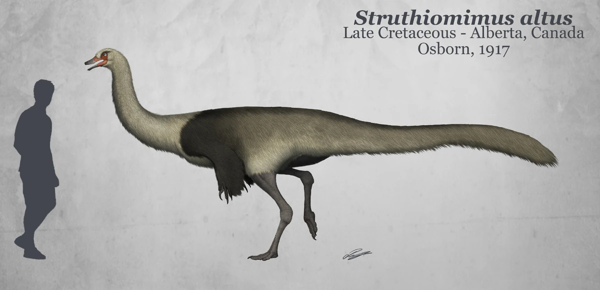 Struthiomimus | Prehistoria Fandom | Fandom
