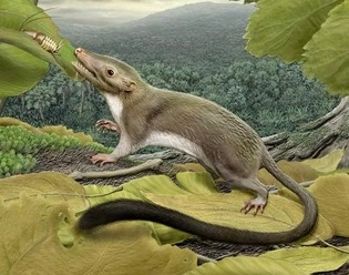 Multituberculata | Prehistoria Fandom | Fandom